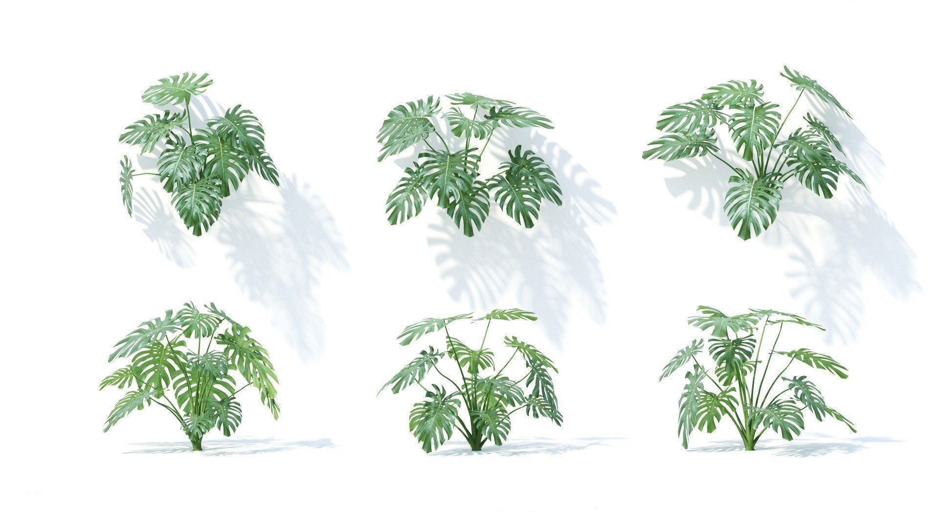 Monstera deliciosa 6 variations 3D model | CGTrader
