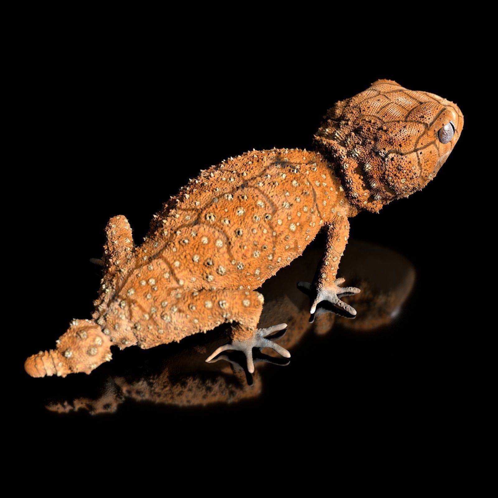 Centralian rough knob-tail gecko Highpolygon 3D model full-size 3D ...