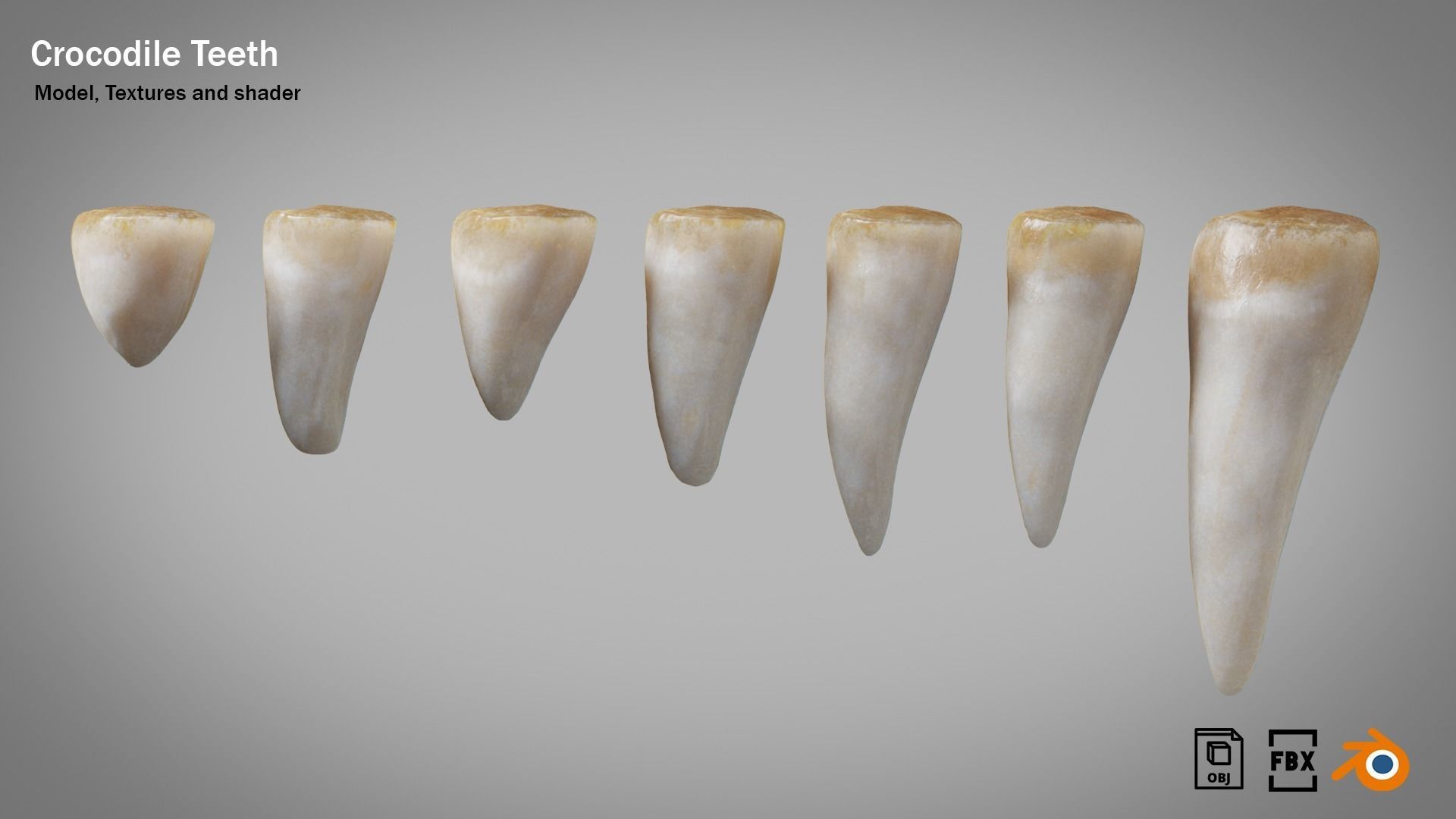 3D model Crocodile teeth 7 pieces PBR VR / AR / low-poly | CGTrader