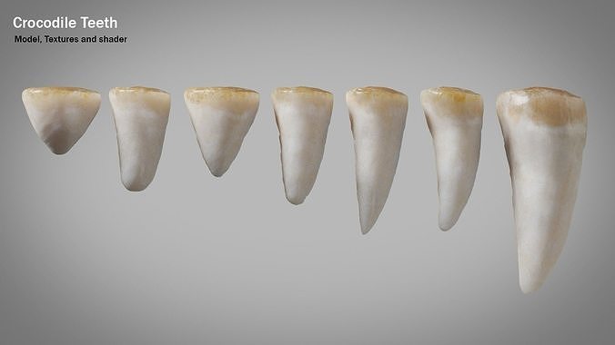 3D model Crocodile teeth 7 pieces PBR VR / AR / low-poly | CGTrader