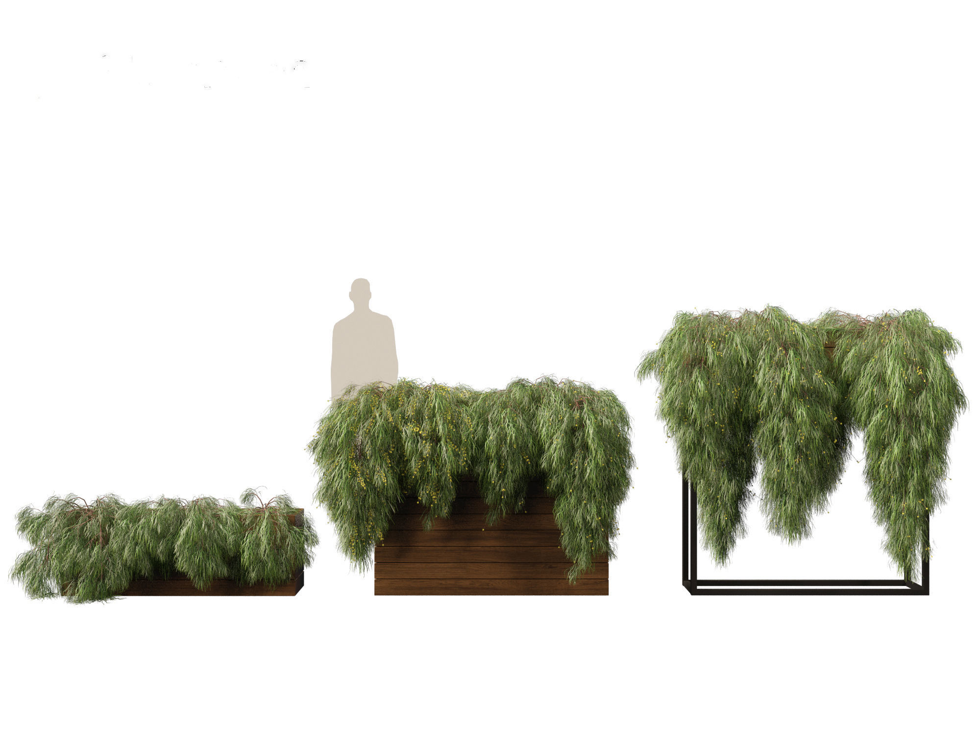 Acacia cognata Waterfall - River Wattle 02 3D model | CGTrader