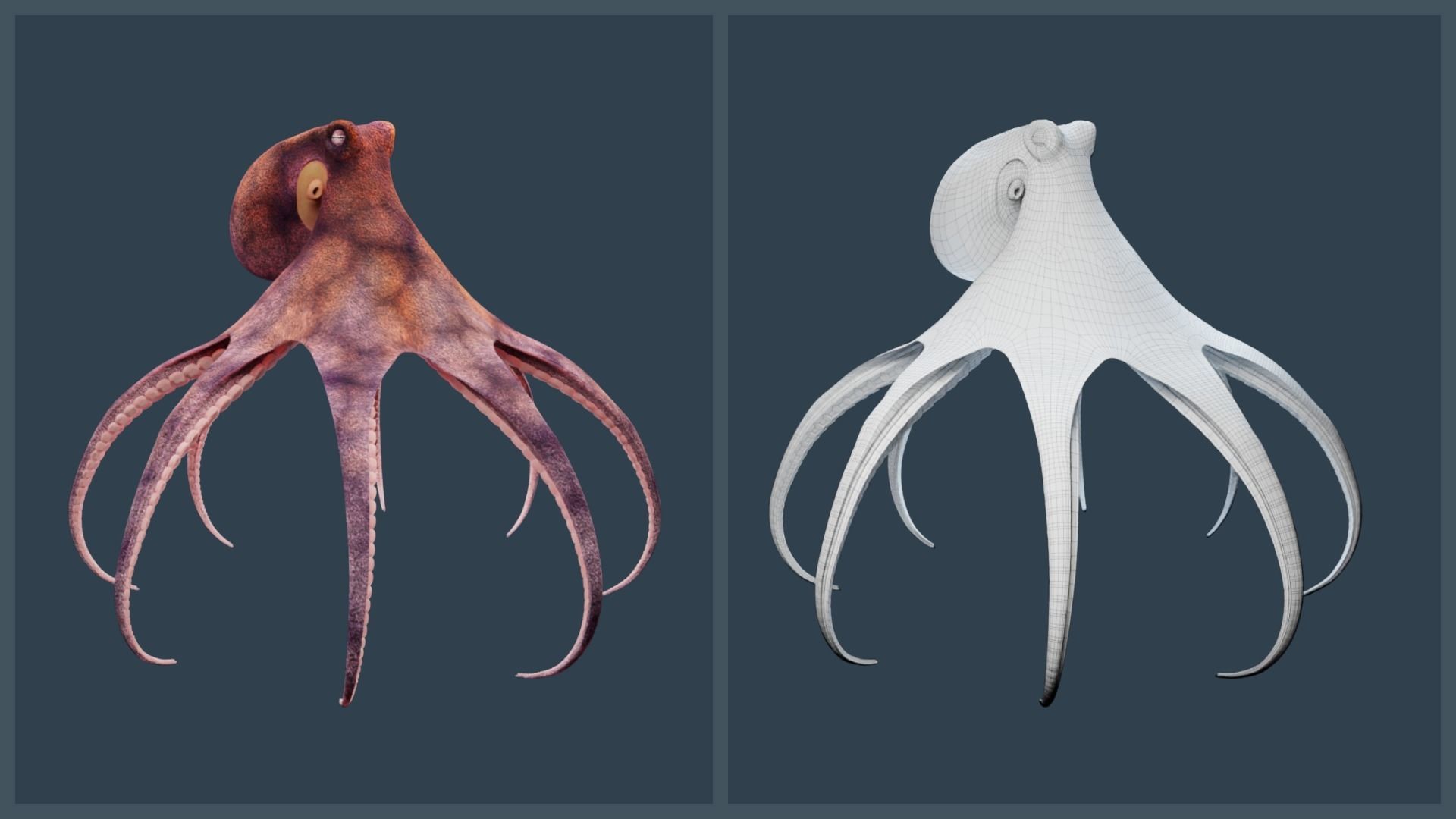 3D model Animated Common Octopus VR / AR / low-poly | CGTrader