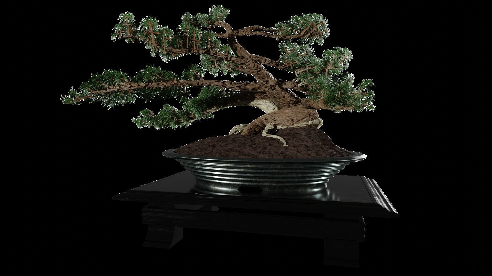 High Detailed Bonsai Tree 3D model | CGTrader