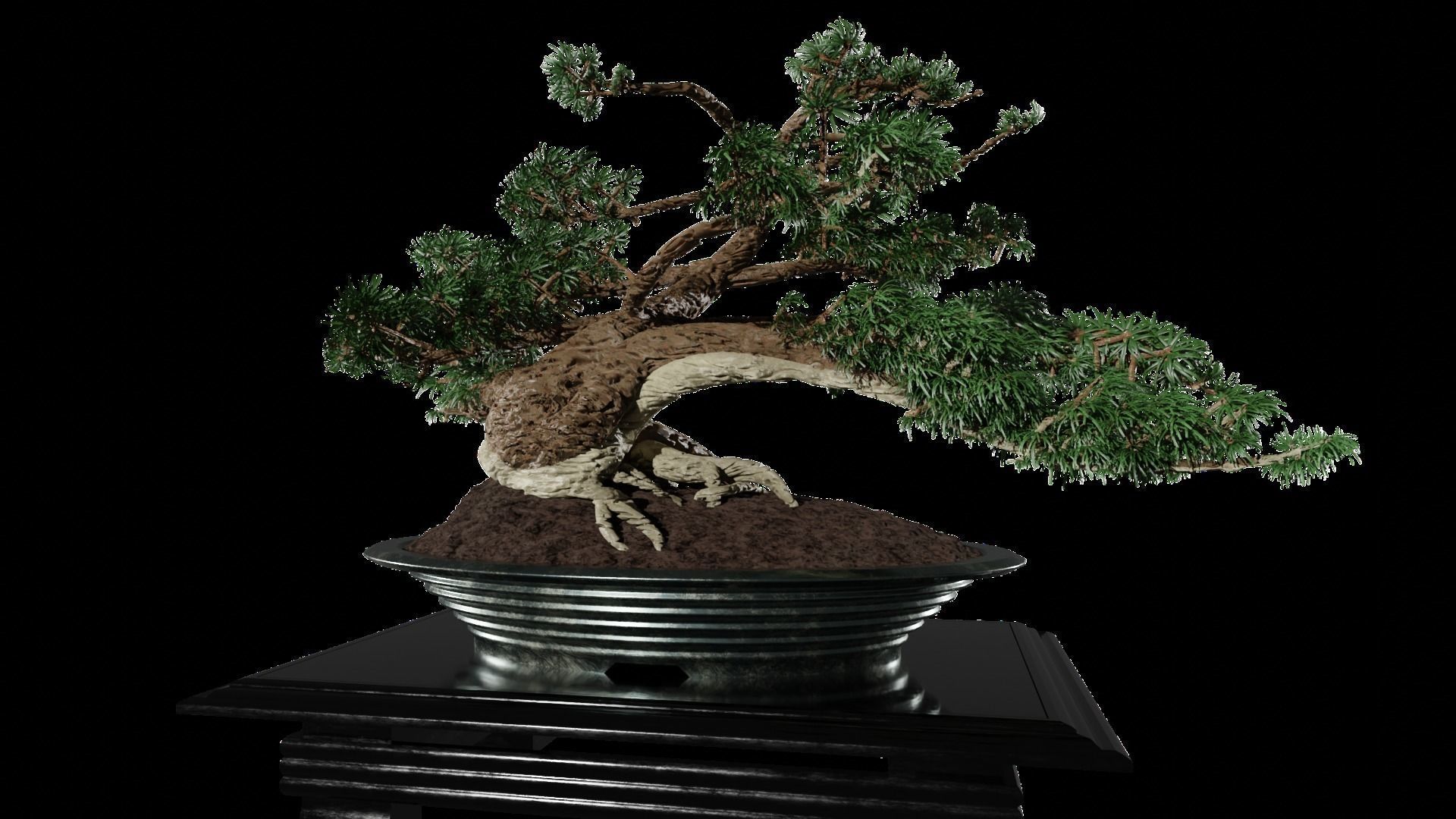High Detailed Bonsai Tree 3D model | CGTrader