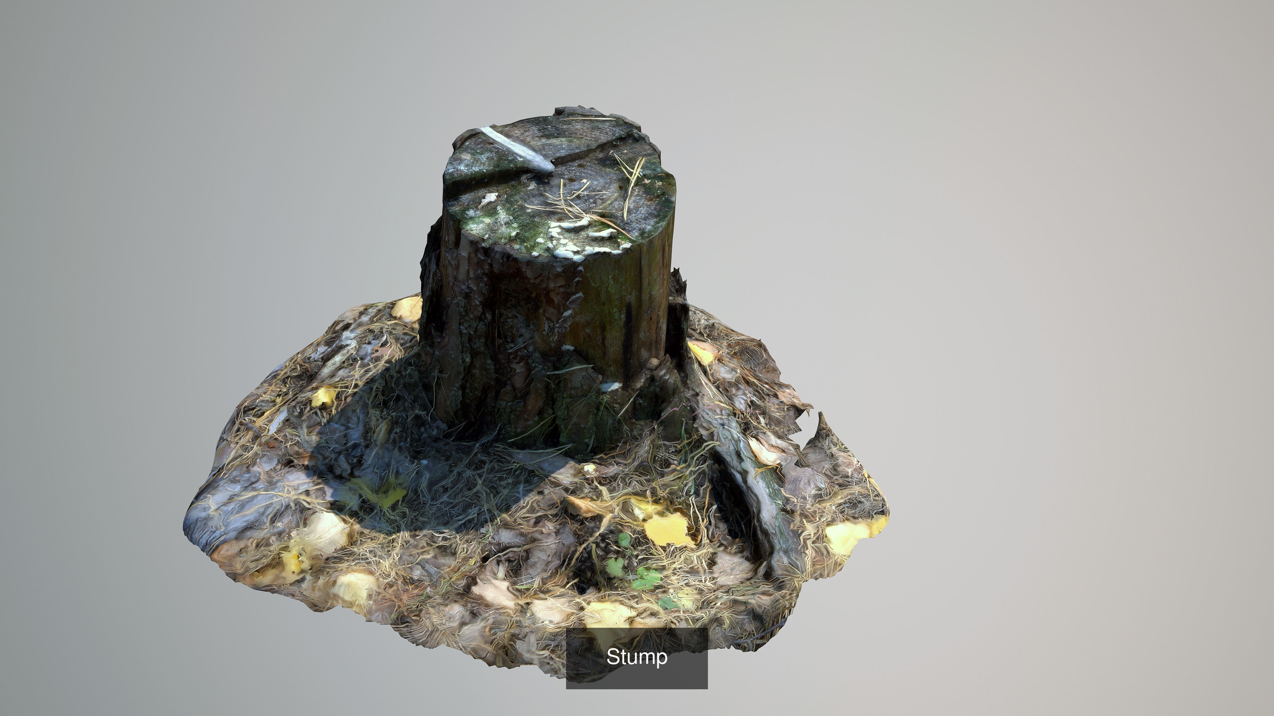 3D Model Collection Forest stuff VR / AR / low-poly | CGTrader