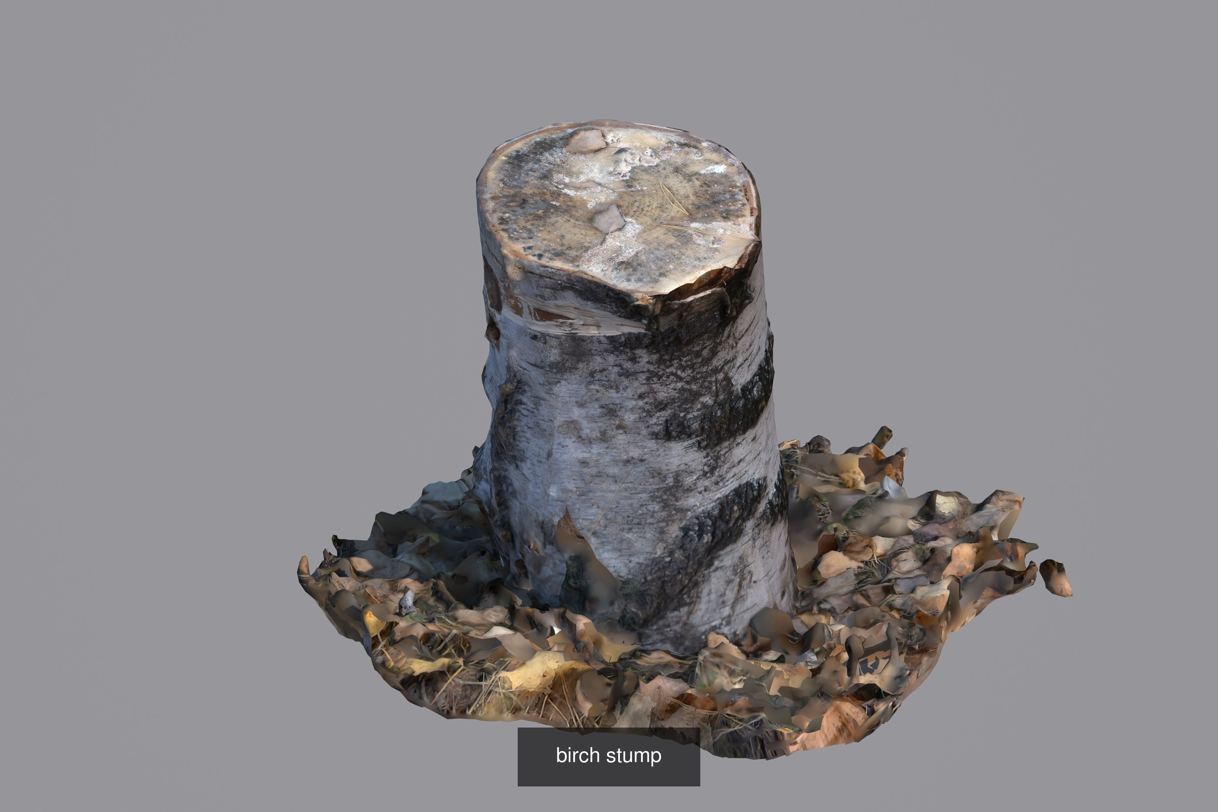 3D Model Collection Forest stuff VR / AR / low-poly | CGTrader