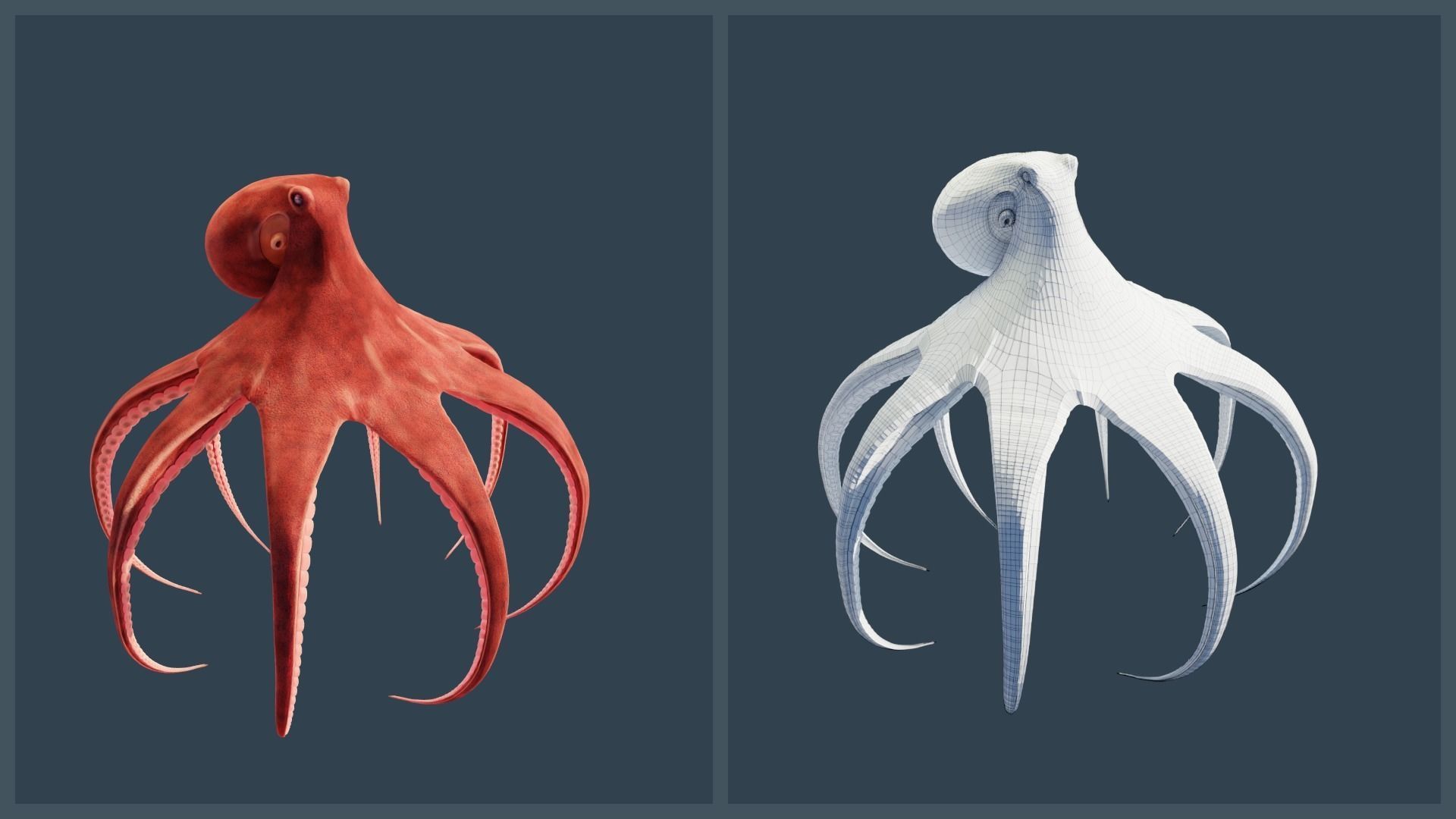 3D model Animated Giant Pacific Octopus VR / AR / low-poly | CGTrader