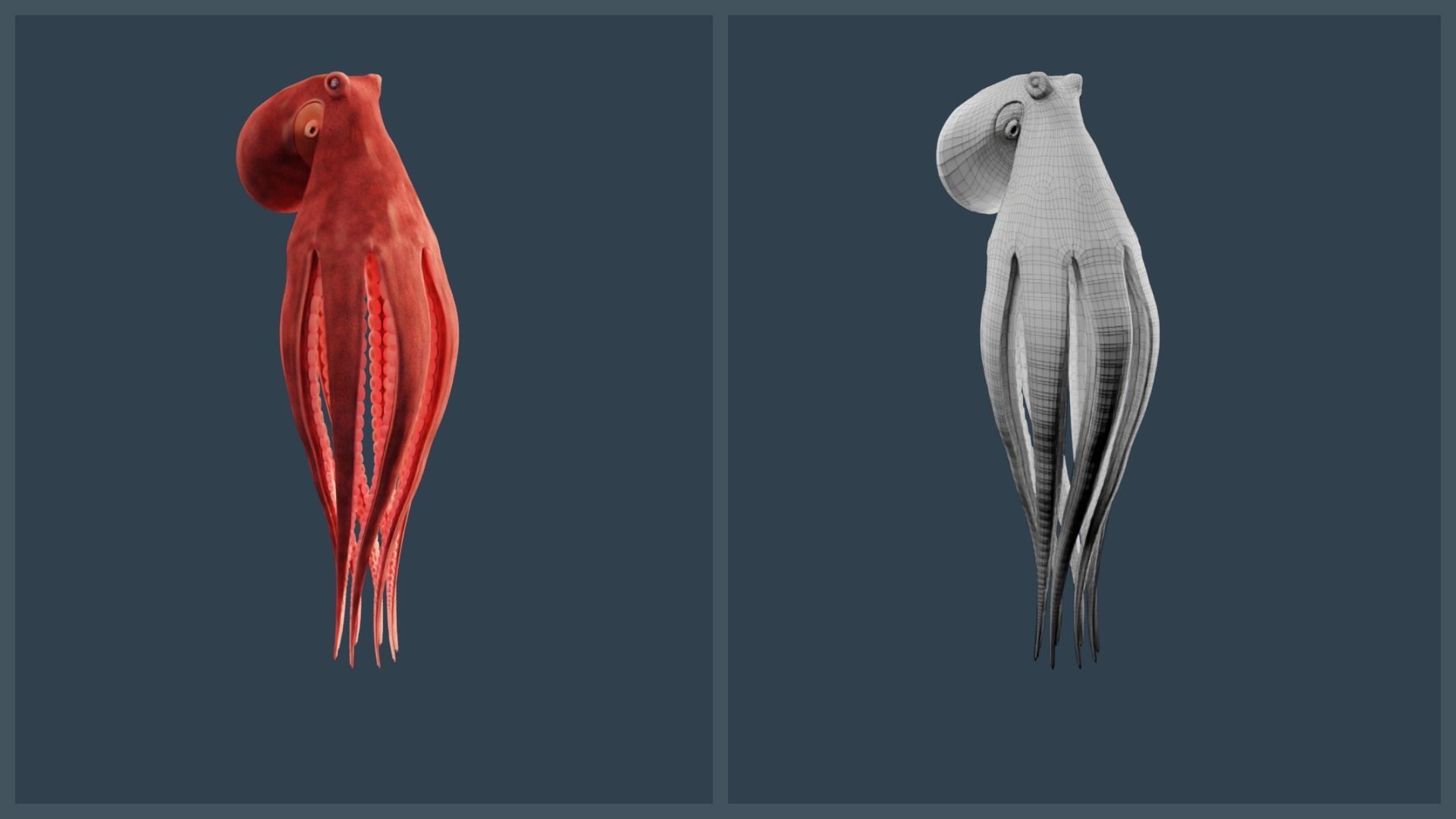 3D model Animated Giant Pacific Octopus VR / AR / low-poly | CGTrader