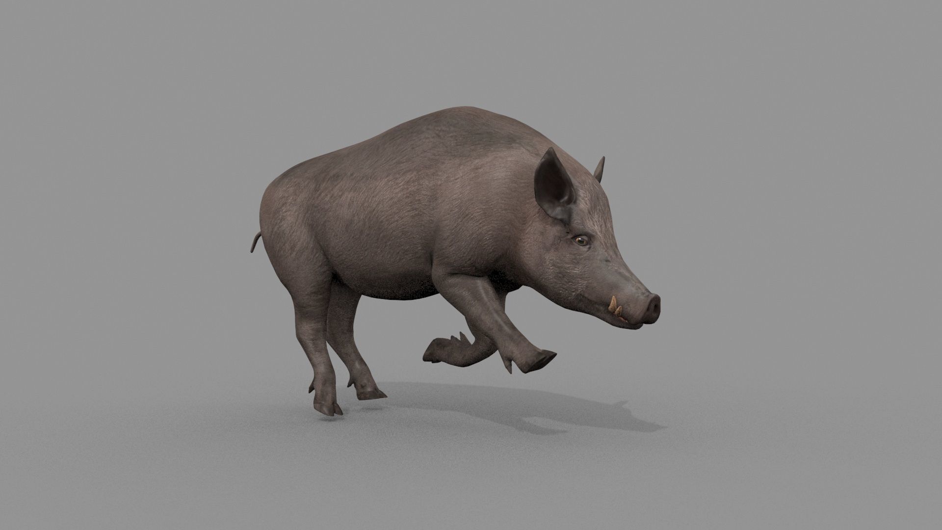 Boar Javali attacker pig - animated 3d fur model 3D model animated ...