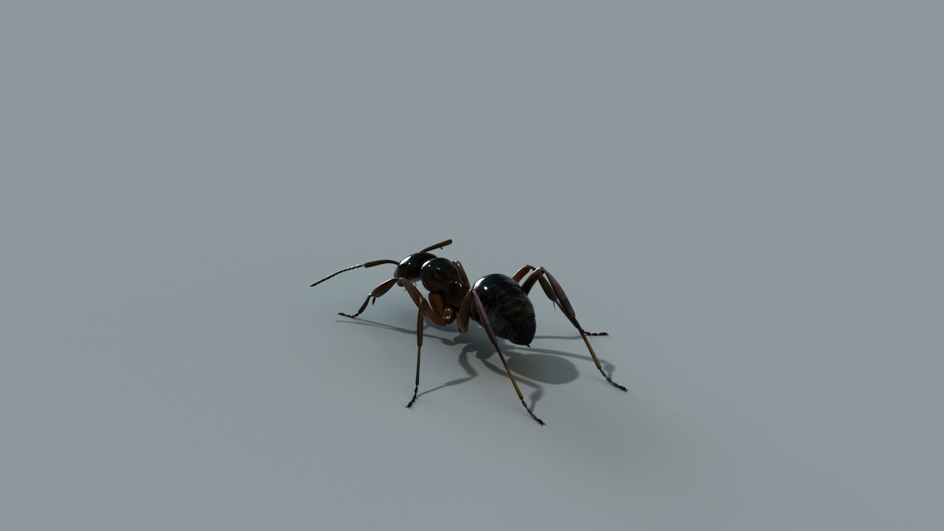 ant rig 3D model rigged | CGTrader