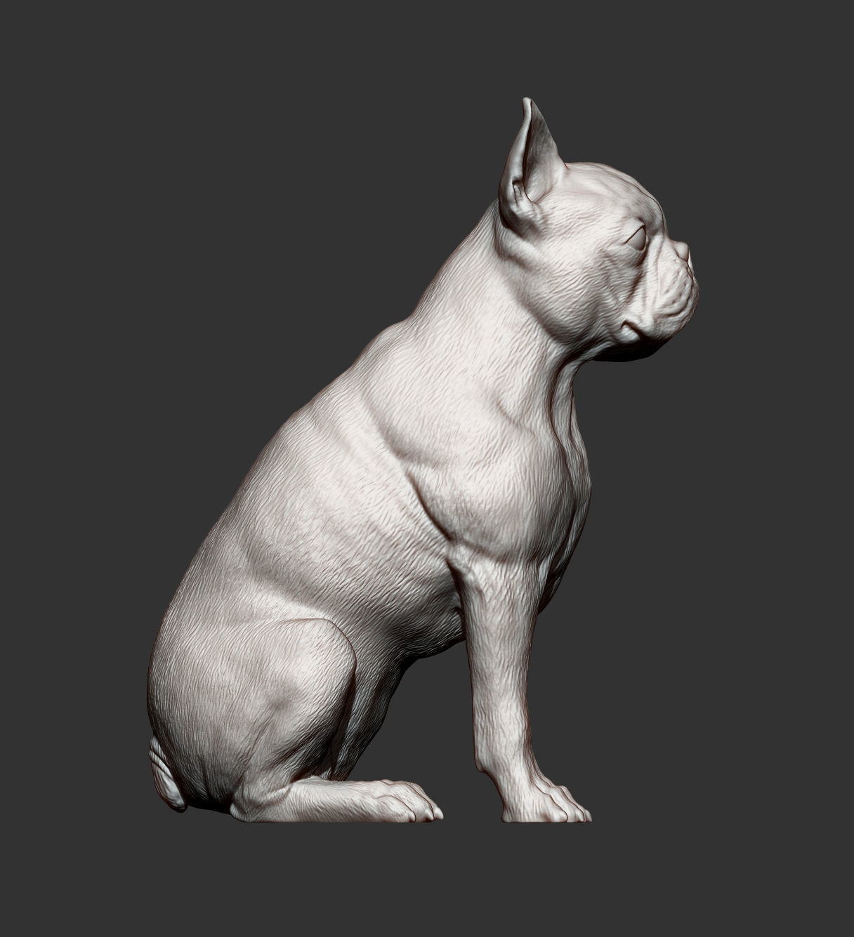 boston terrier 3D model 3D printable | CGTrader