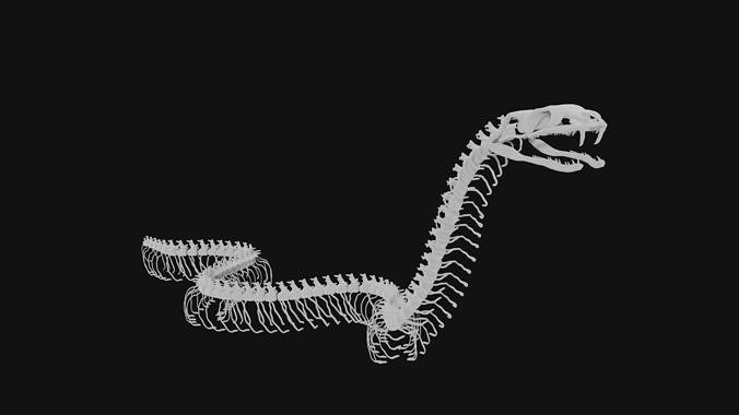 Snake Skeleton Art