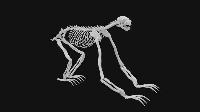 Sloth skeleton 3D model | CGTrader