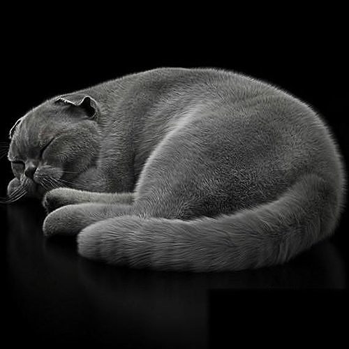 cat cats 3D model rigged | CGTrader