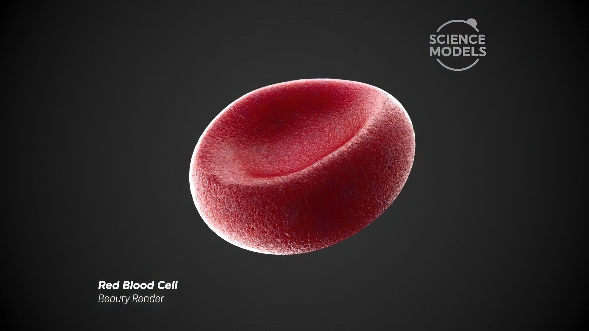 Red Blood Cell free 3D model | CGTrader