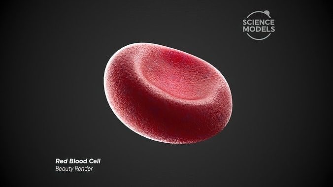 Red Blood Cell free 3D model | CGTrader