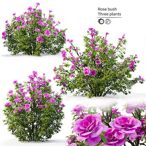 Rose bush 3D model | CGTrader