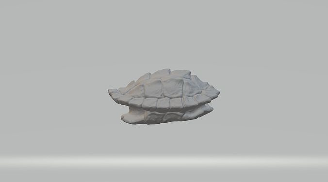 Turtle Shell 3D model 3D printable | CGTrader