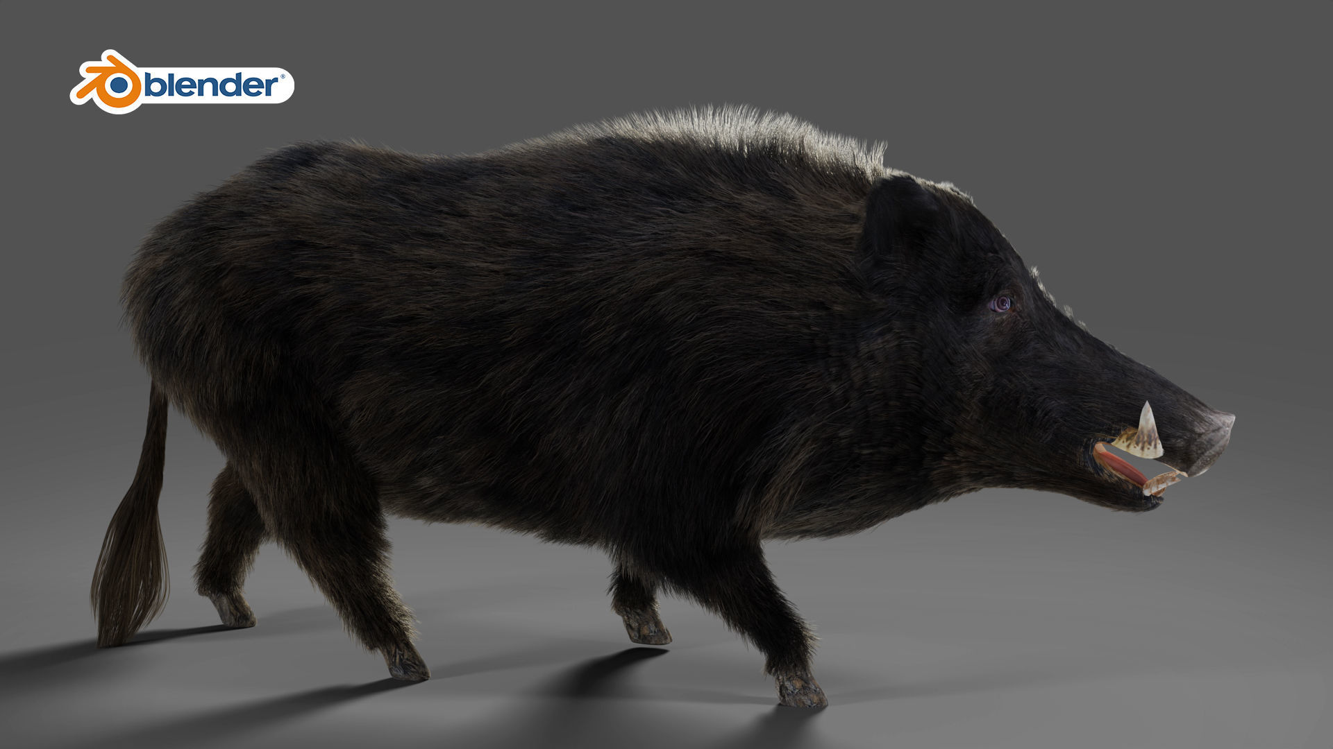 3D model Fur Wild Boar Rigged and Animation in Blender VR / AR / low ...