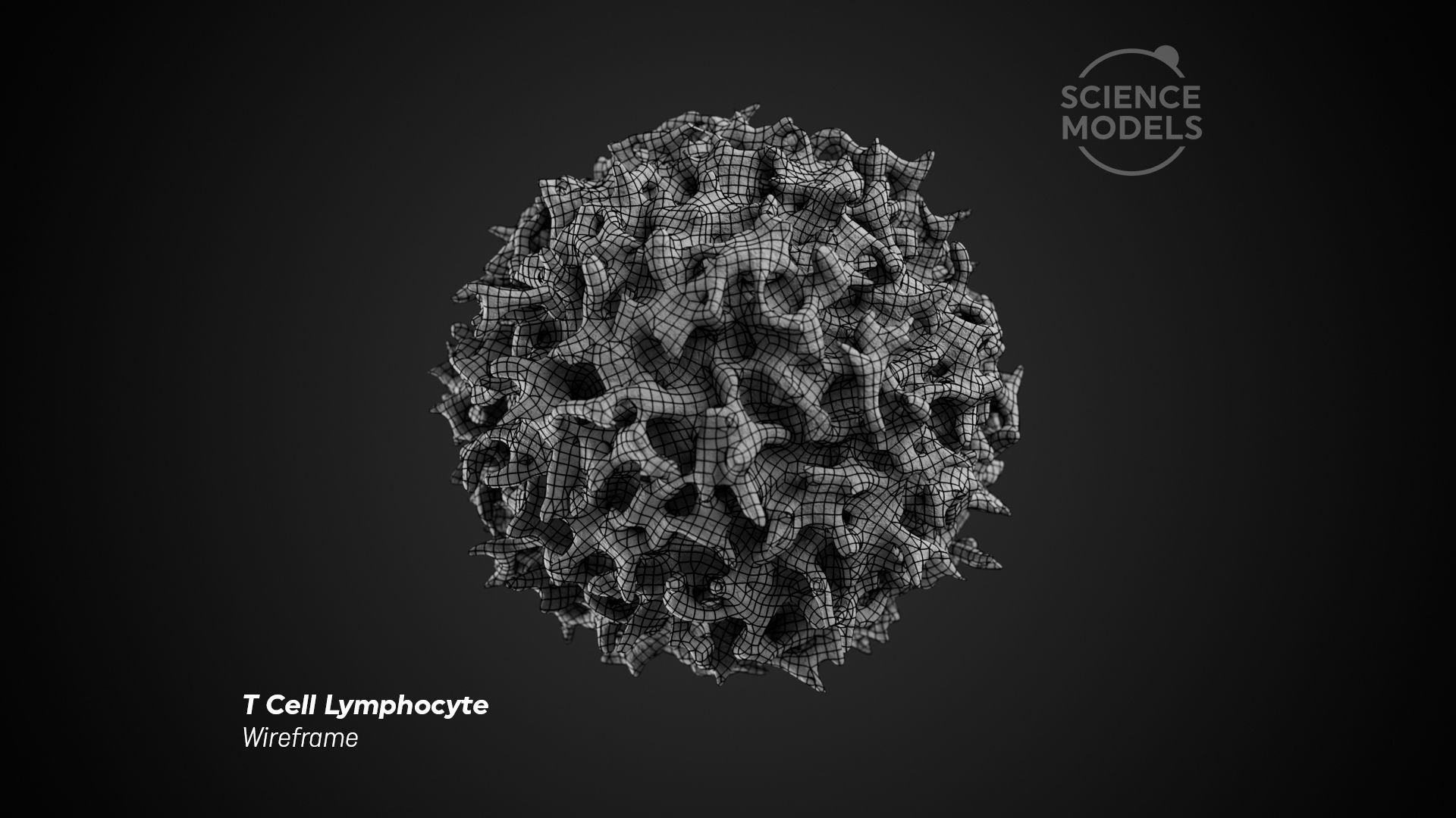T Cell Lymphocyte 3D model | CGTrader