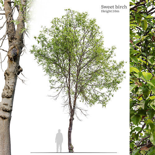 sweet birch 3D model | CGTrader