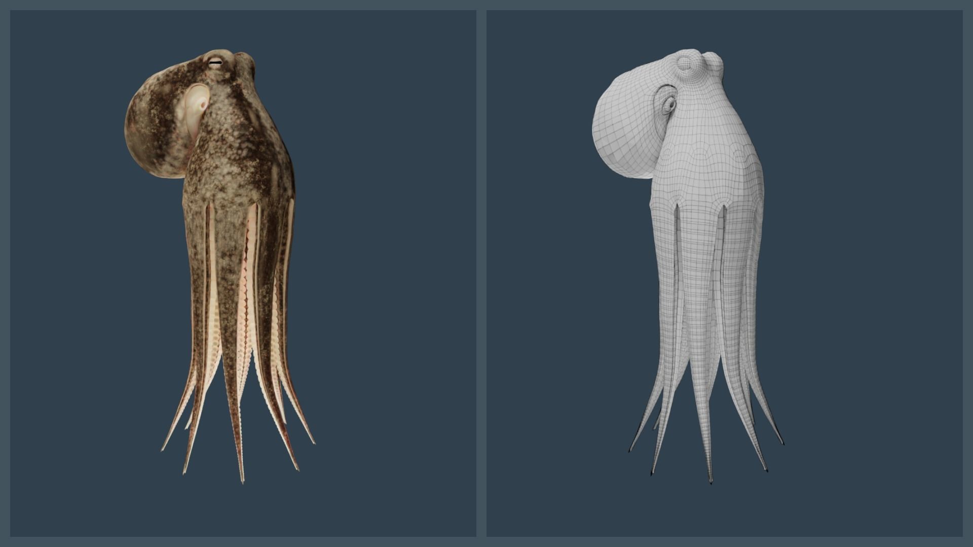 3D model Animated Southern Keeled Octopus VR / AR / low-poly | CGTrader