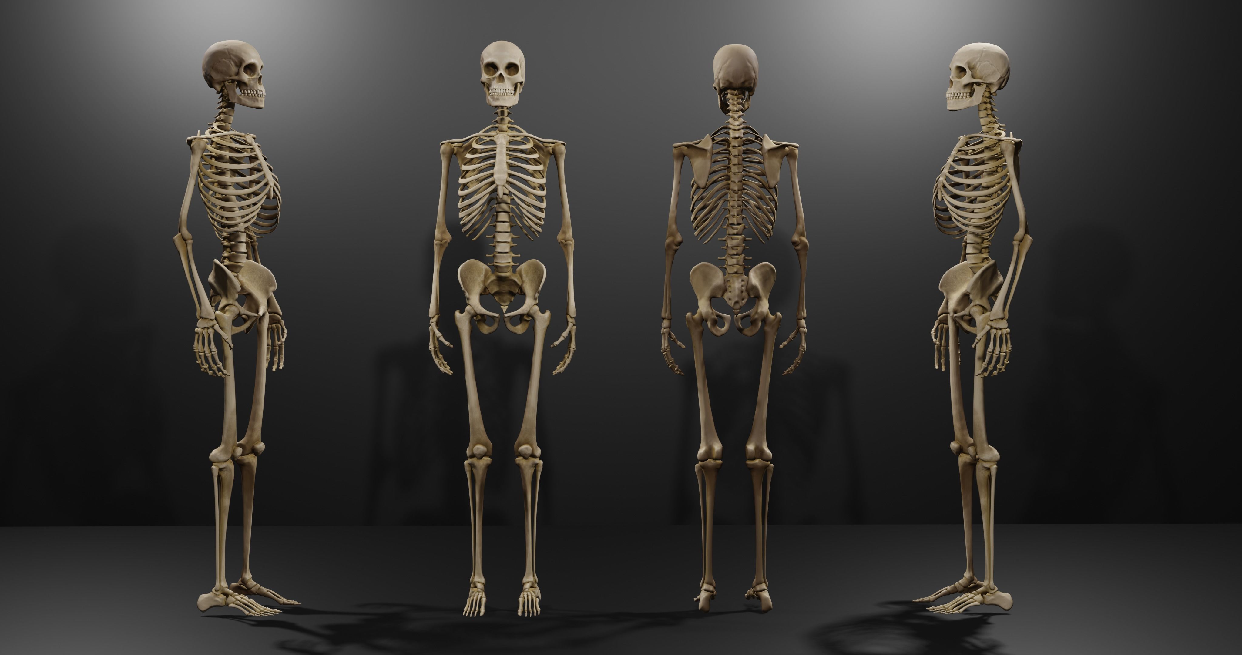 3D model Realistic Human Skeleton Caucasian Male VR / AR / low-poly ...