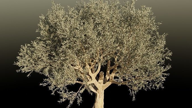 Olive tree 3D model | CGTrader