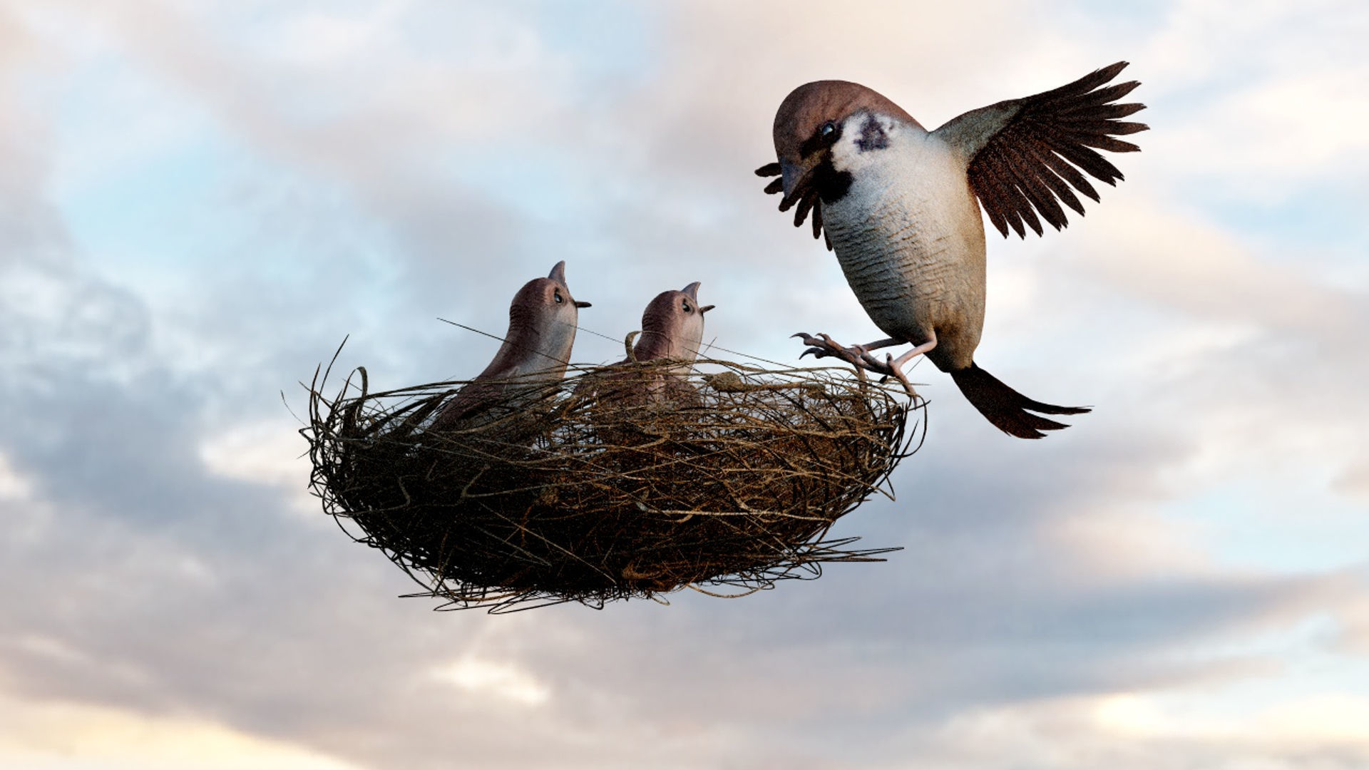 Birds Model - Scene 3D model - Bird 3D model animated rigged | CGTrader