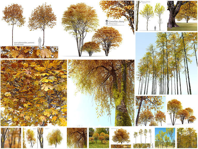 Autumn trees collection | CGTrader