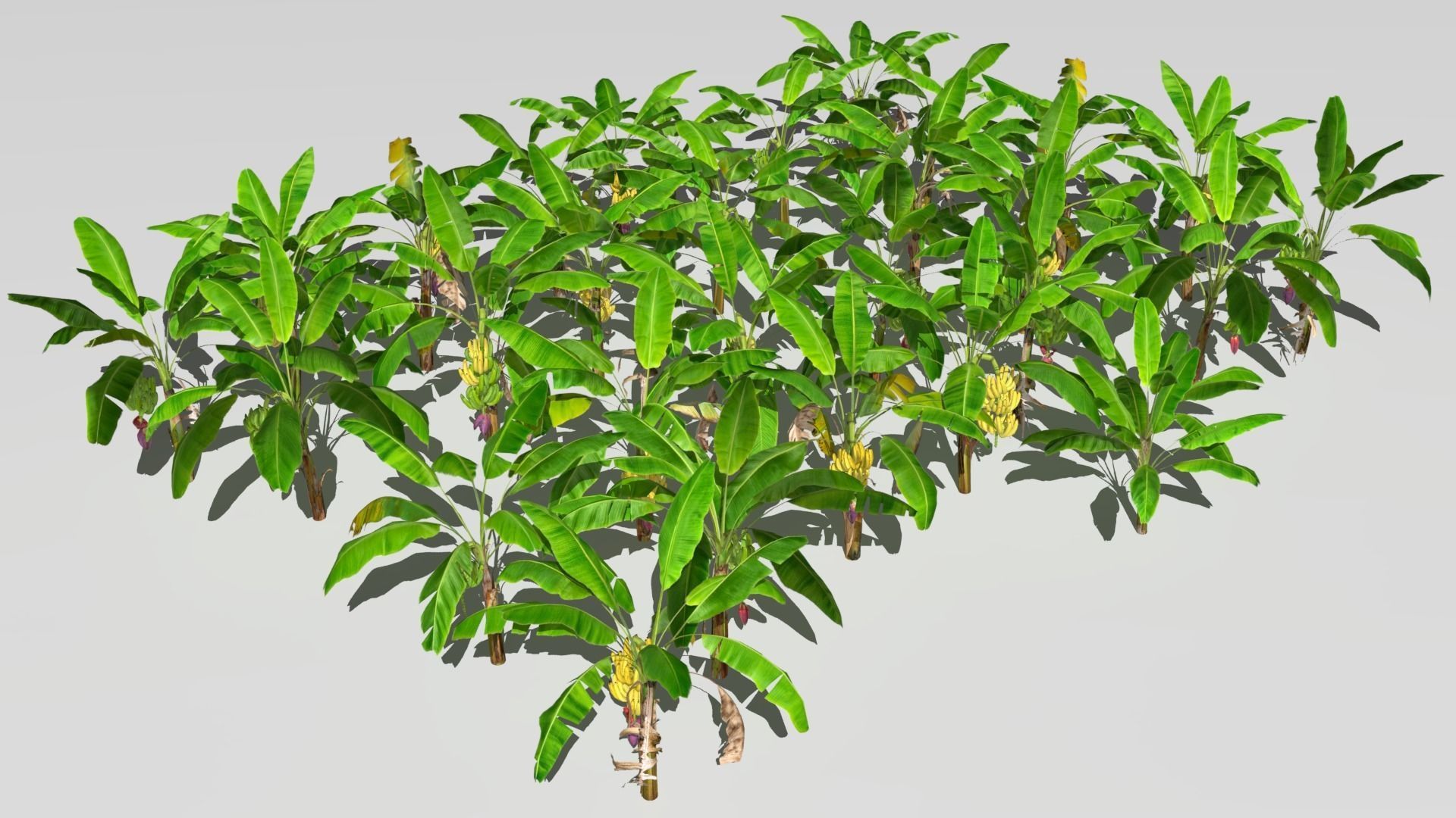 Banana plantation 3D model | CGTrader