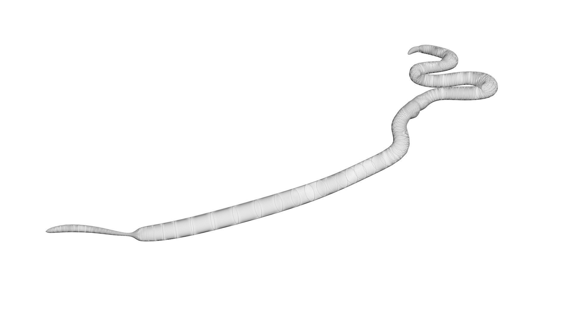 Roundworm 3D model | CGTrader