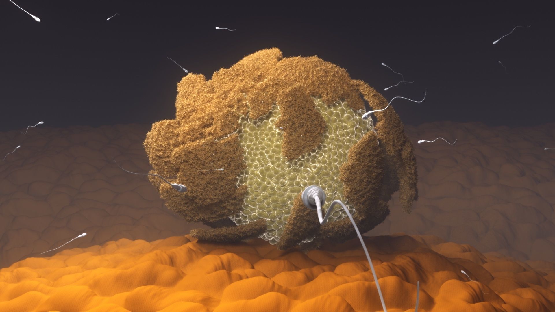 The process of egg fertilization 3D model animated | CGTrader