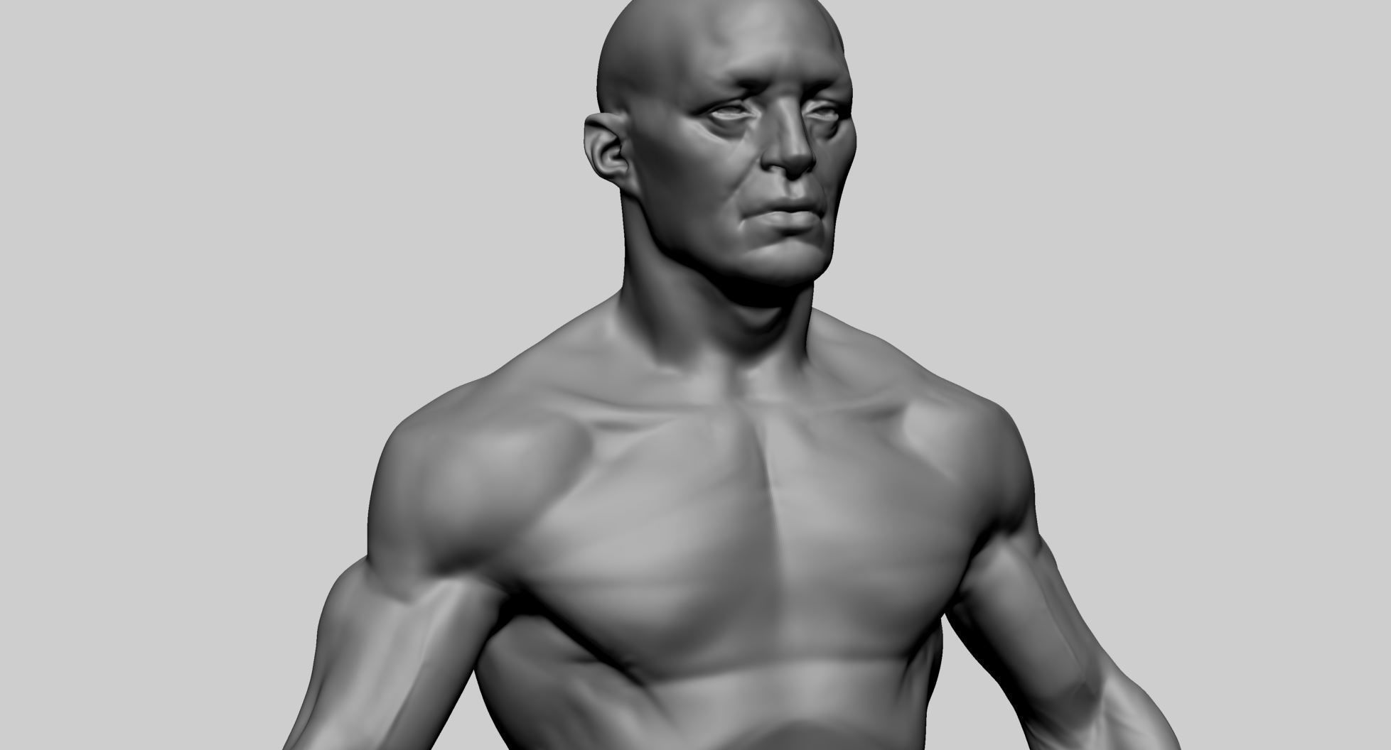 Male Anatomy 3D model | CGTrader
