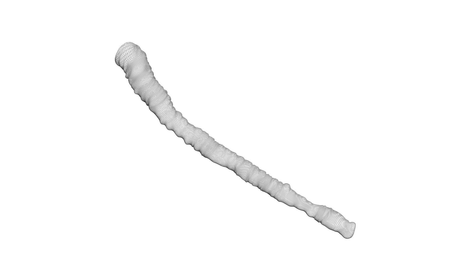 Tapeworm 3D model | CGTrader