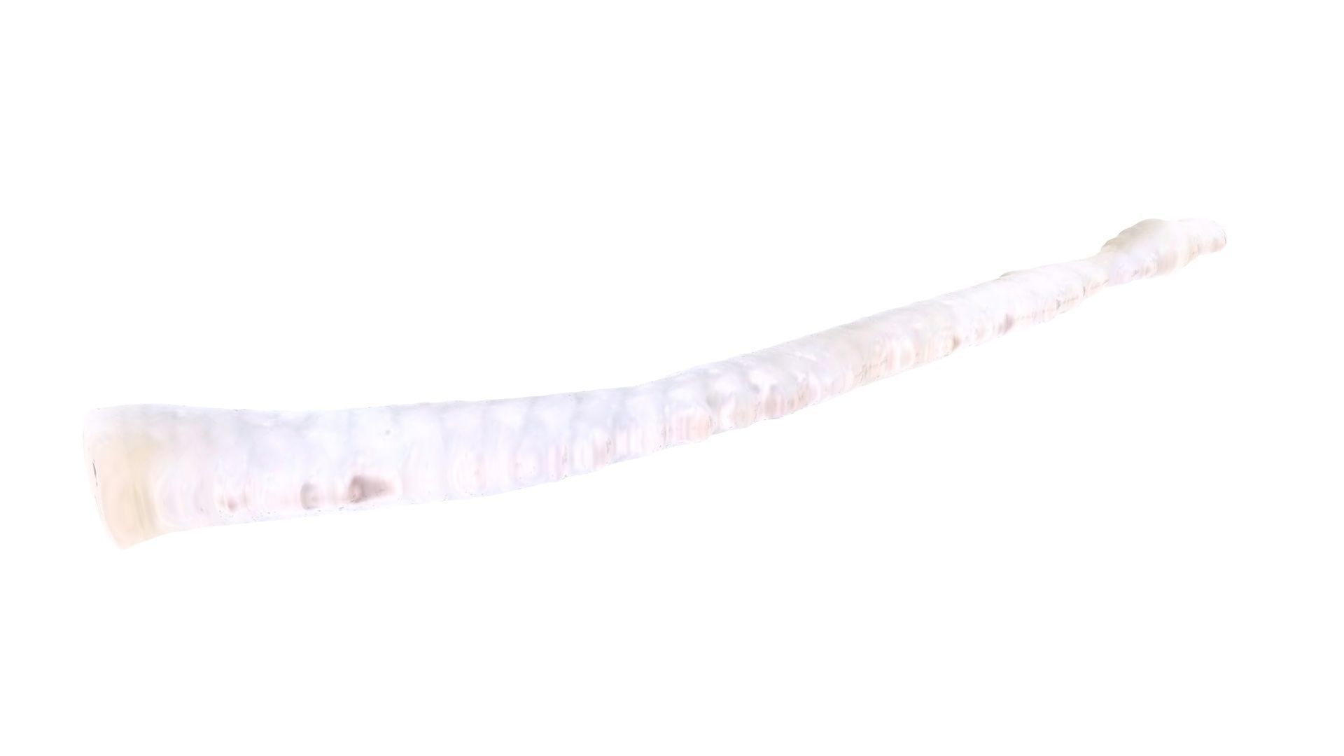 Tapeworm 3D model | CGTrader