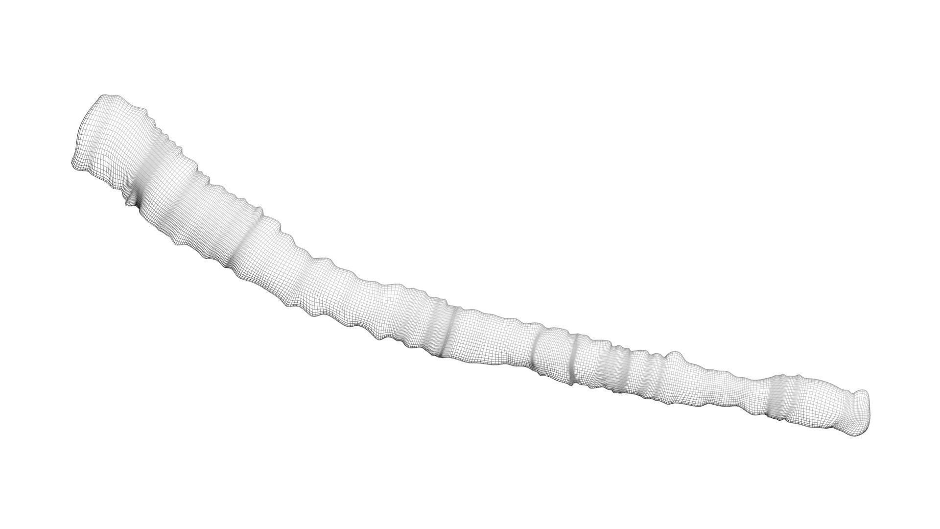 Tapeworm 3D model | CGTrader