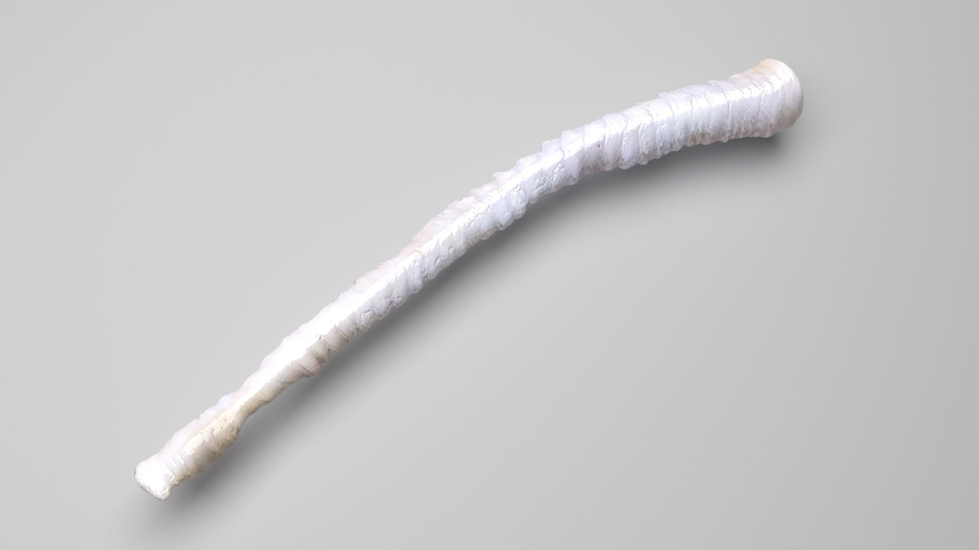 Tapeworm 3D model | CGTrader