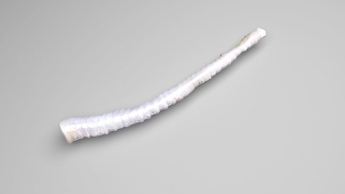 Tapeworm 3D model | CGTrader