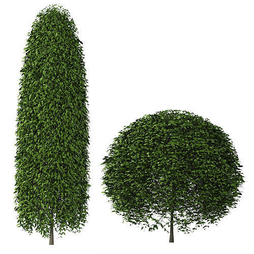 bush balls 3D model | CGTrader