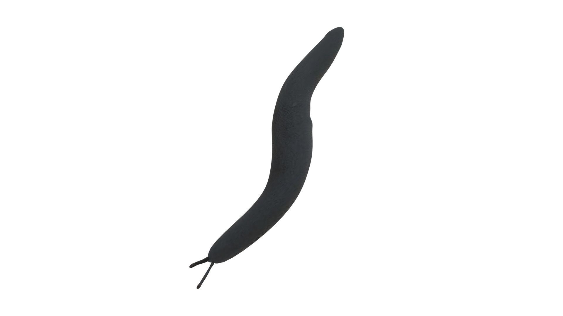 Flatworm 3d Model Cgtrader