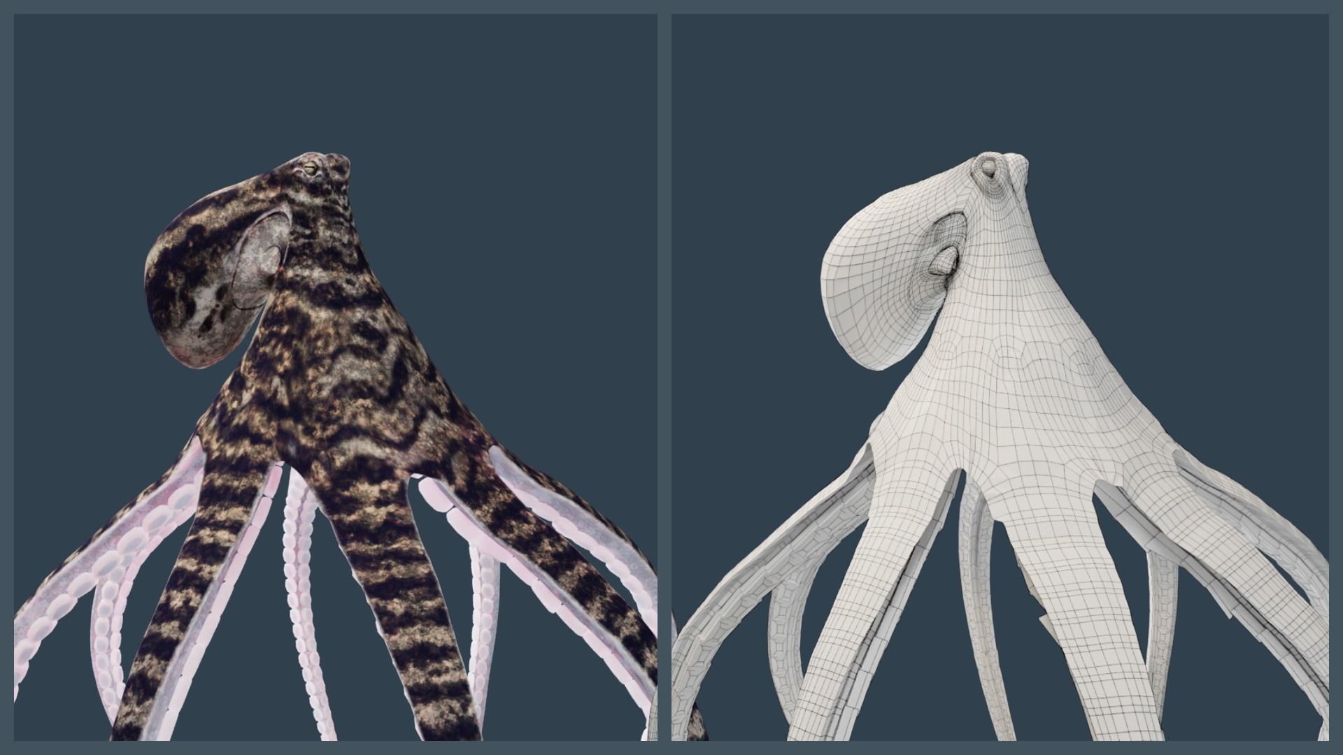 3D model Animated Mimic Octopus VR / AR / low-poly | CGTrader