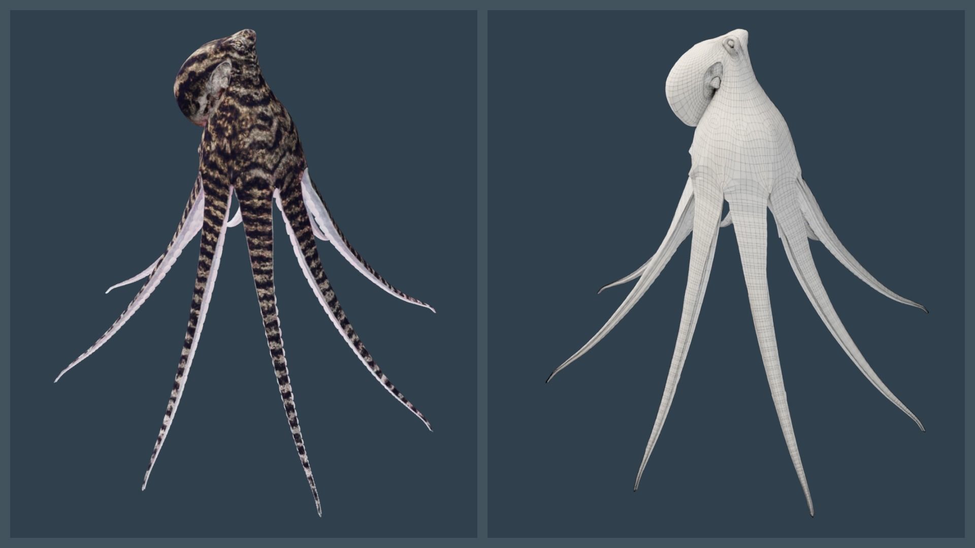 3D model Animated Mimic Octopus VR / AR / low-poly | CGTrader