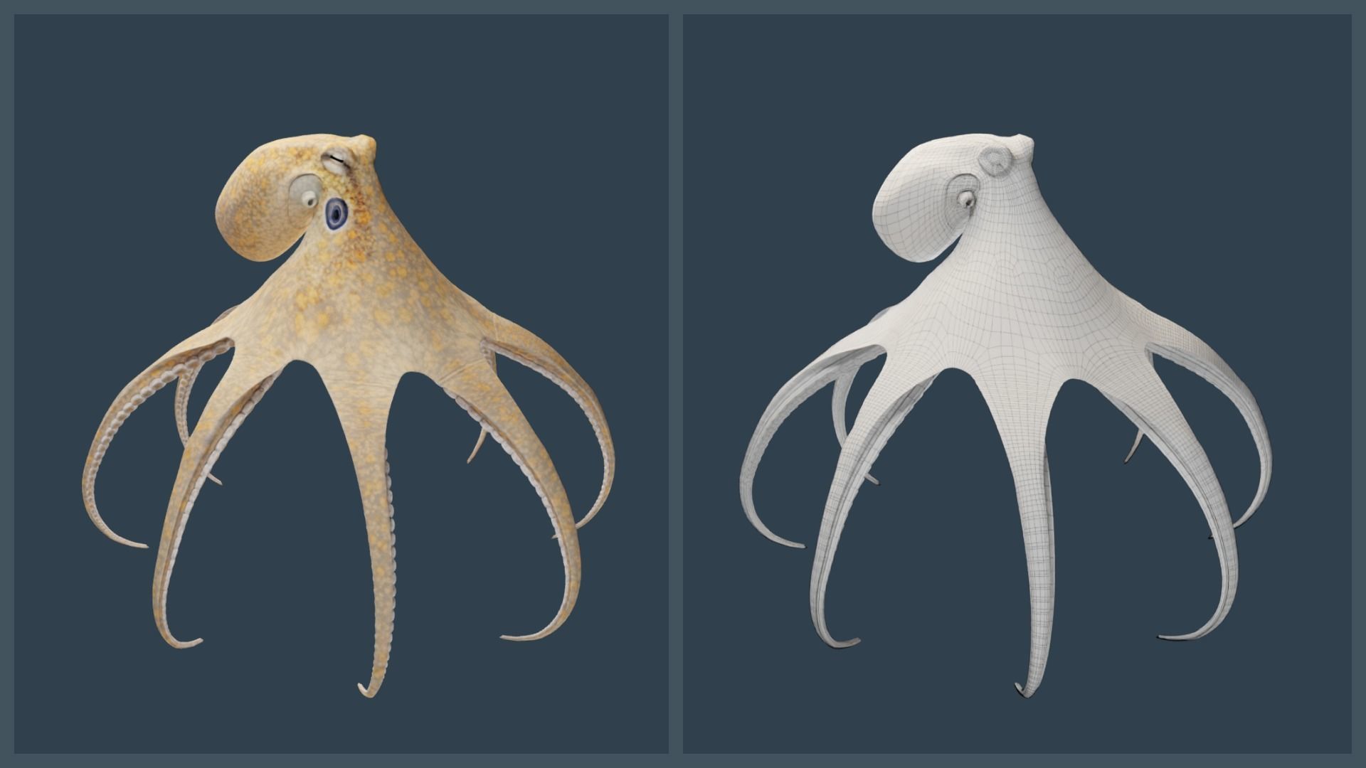 3D model Animated California Two-Spot Octopus VR / AR / low-poly | CGTrader