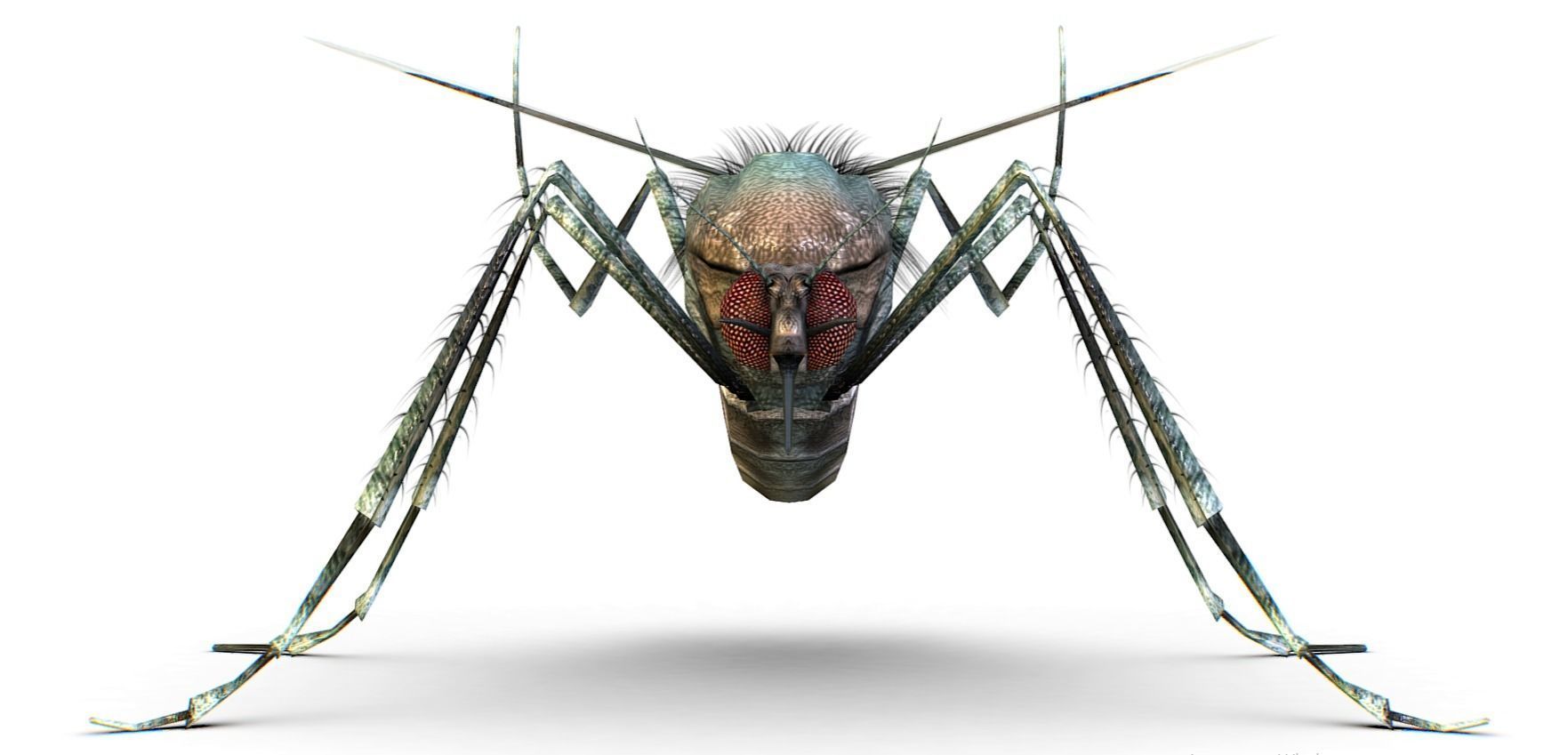 3D model LowPoly Big Realistic Mosquito VR / AR / low-poly | CGTrader