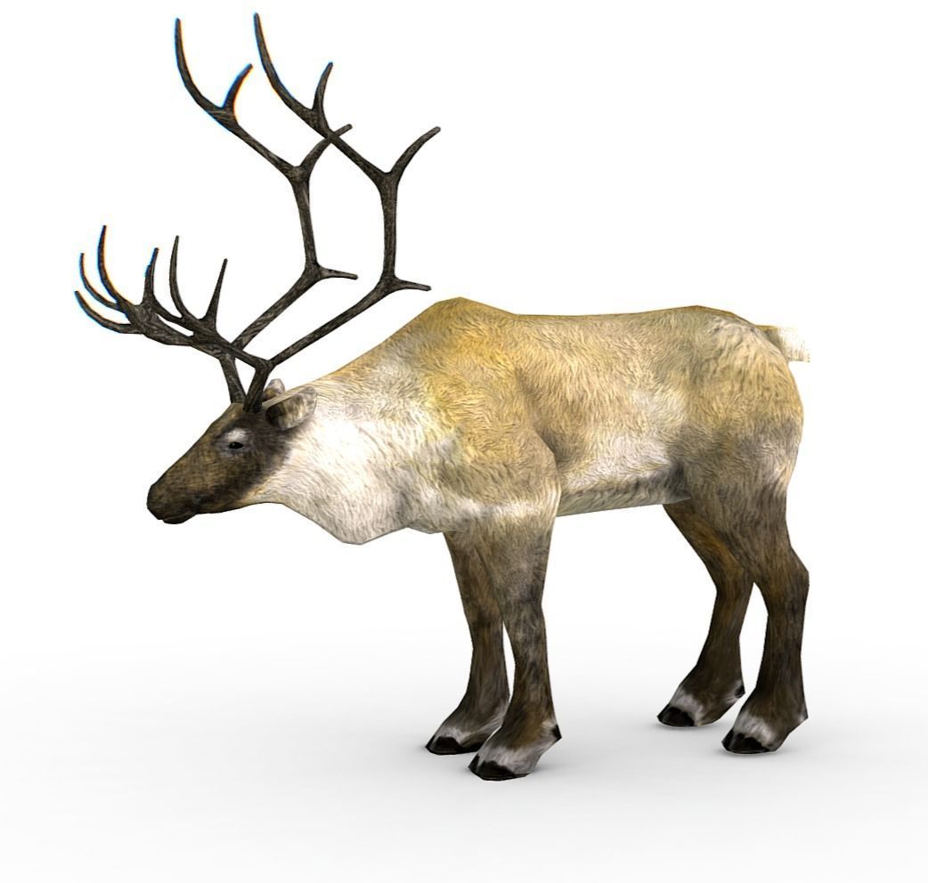 3D model LowPoly Realistic Reindeer VR / AR / low-poly | CGTrader