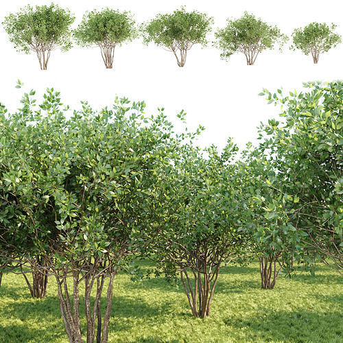 collection of bushes vol 164 3D model | CGTrader