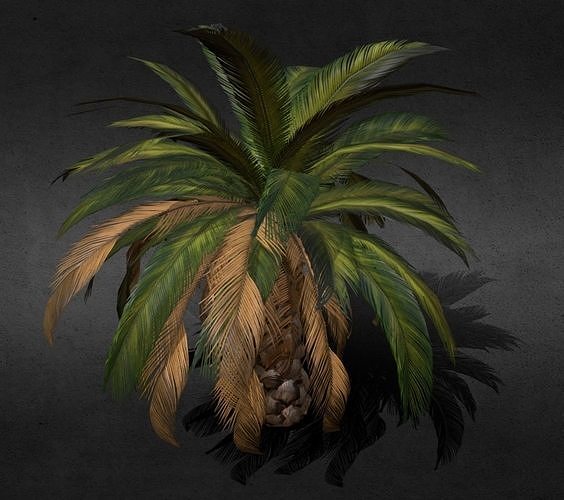 Coconut Tree 3D model | CGTrader