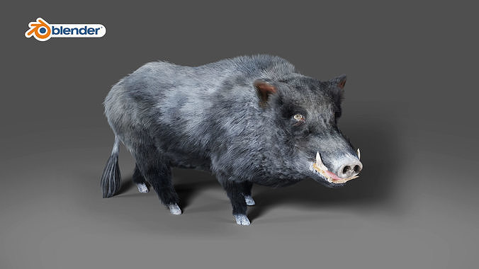 3D model Fur Black Wild Boar Rigged V08 in Blender VR / AR / low-poly ...