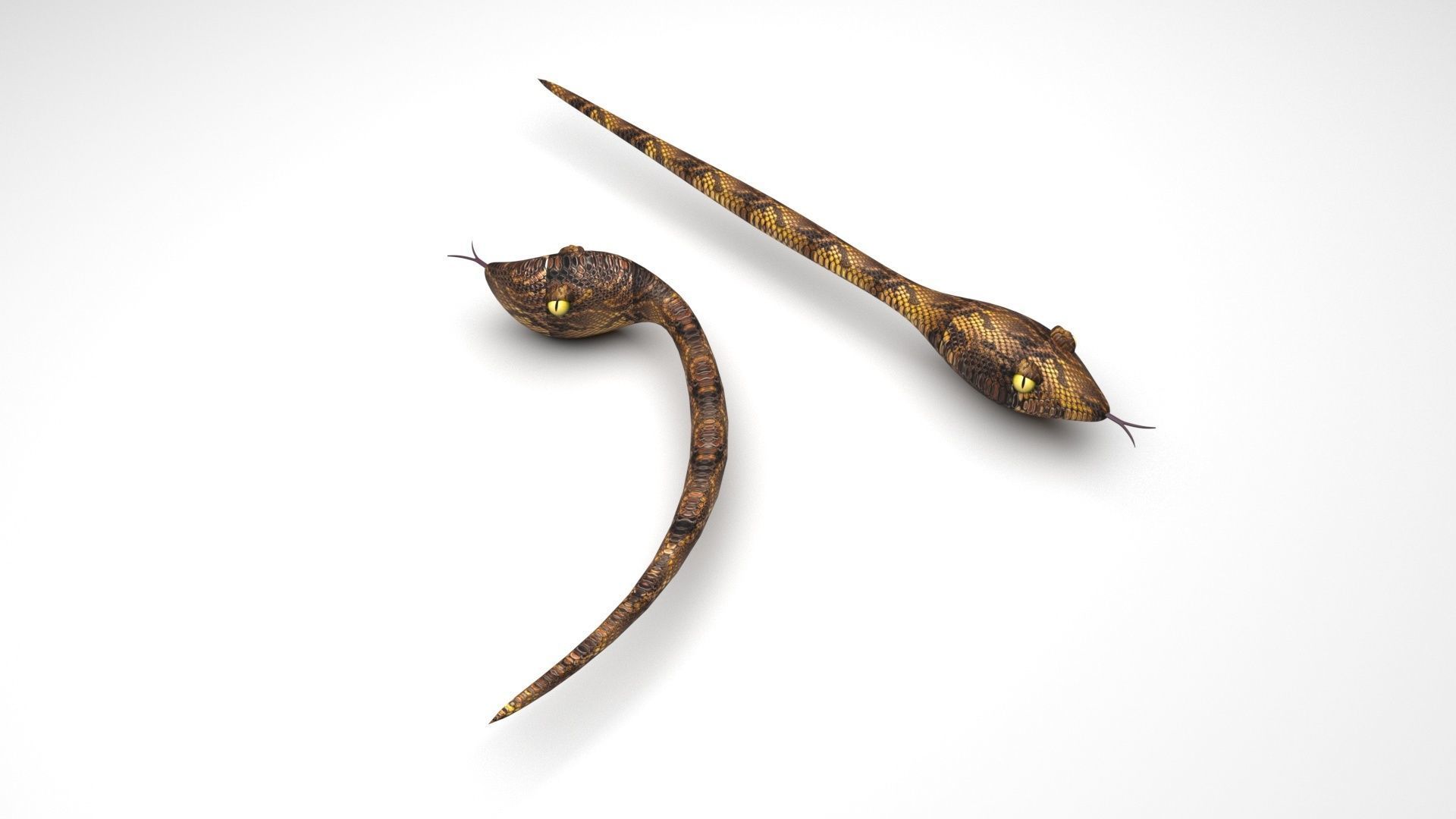 Snake With Straight Snake 3D model | CGTrader